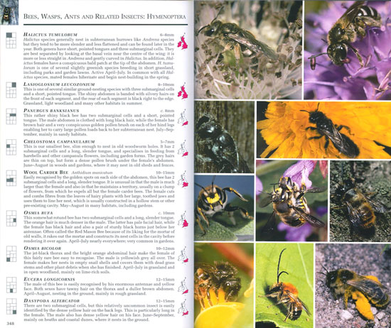 Collins complete guide to British insects: a photographic guide to ...